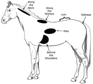 Why Body Condition Score?