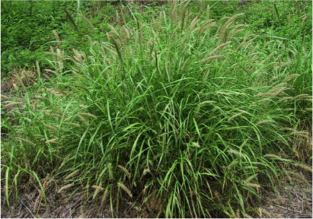 Identifying Pastures Part 2: Bighead Grasses