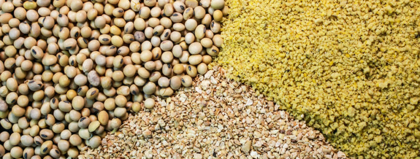 Understanding Protein Quality in Horse Feed