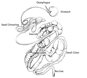 The Gastrointestinal Tract: The Key to Feeding Your Horse