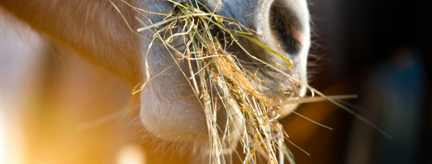 Teff Hay for Horses