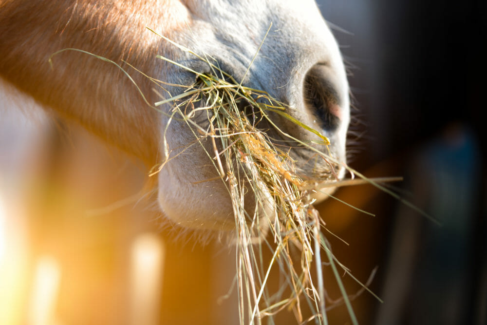 Teff Hay for Horses