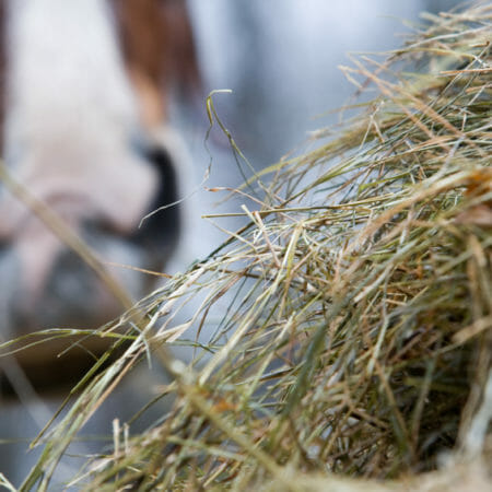 Teff Hay for Horses