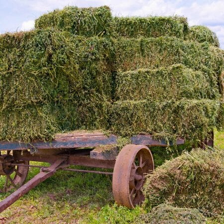 Teff Hay for Horses