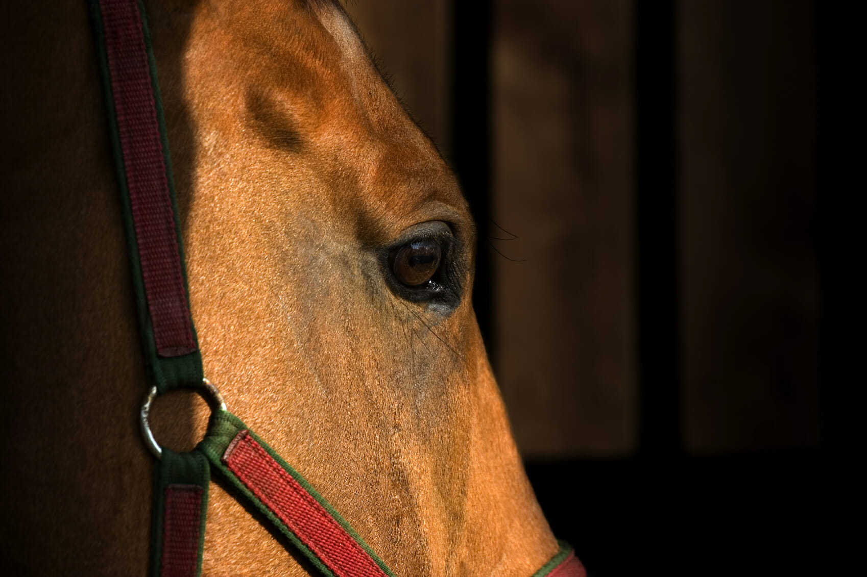 Feeding Sick or Injured Horses