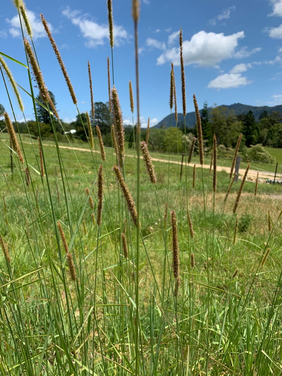 Setaria Grass and Bighead: What You Need to Know