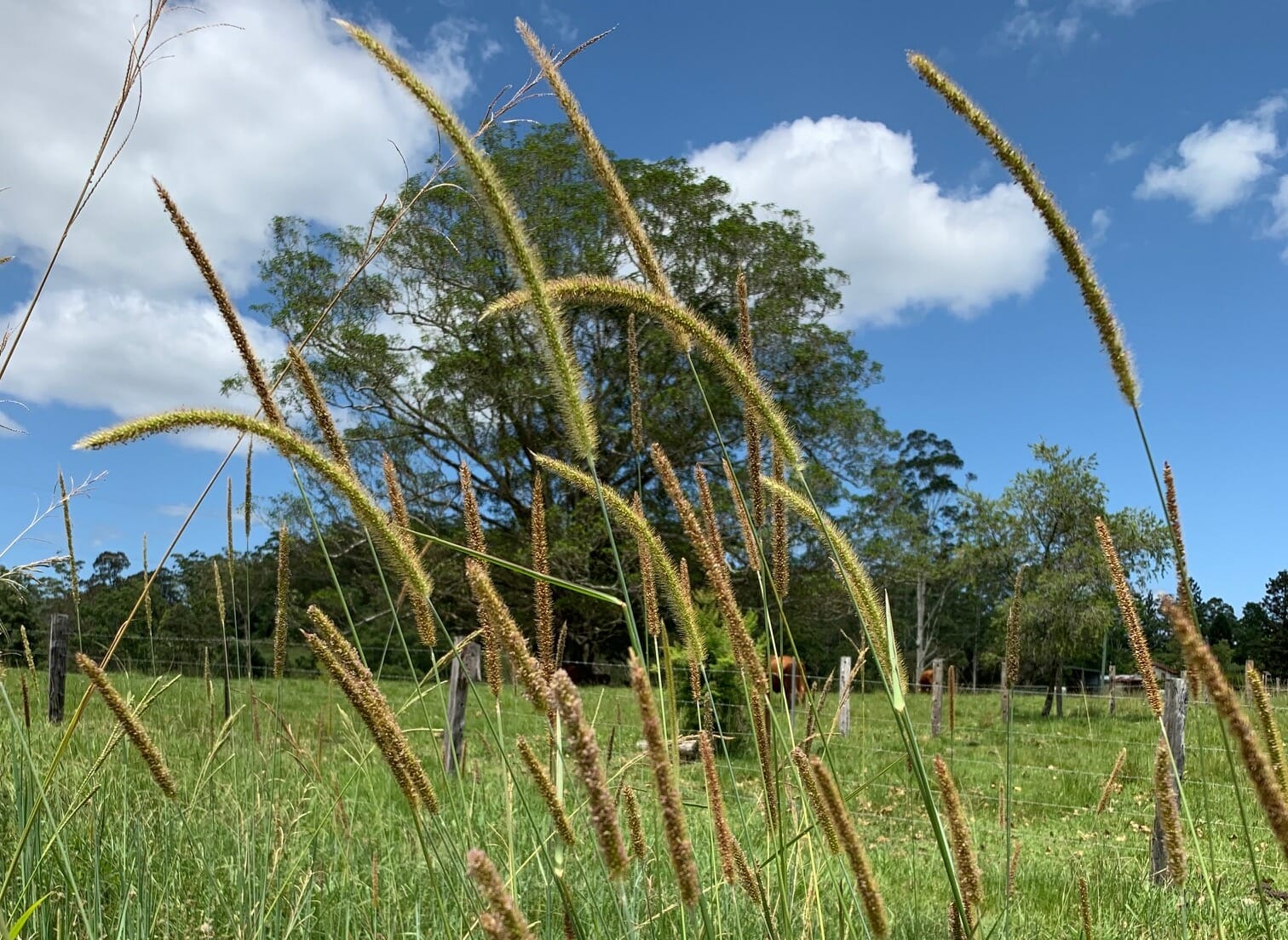 Setaria Grass and Bighead: What You Need to Know
