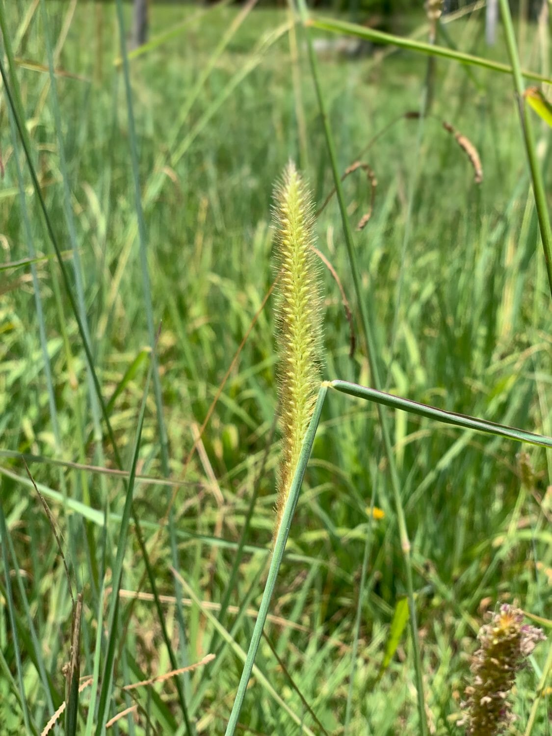 Setaria Grass and Bighead: What You Need to Know