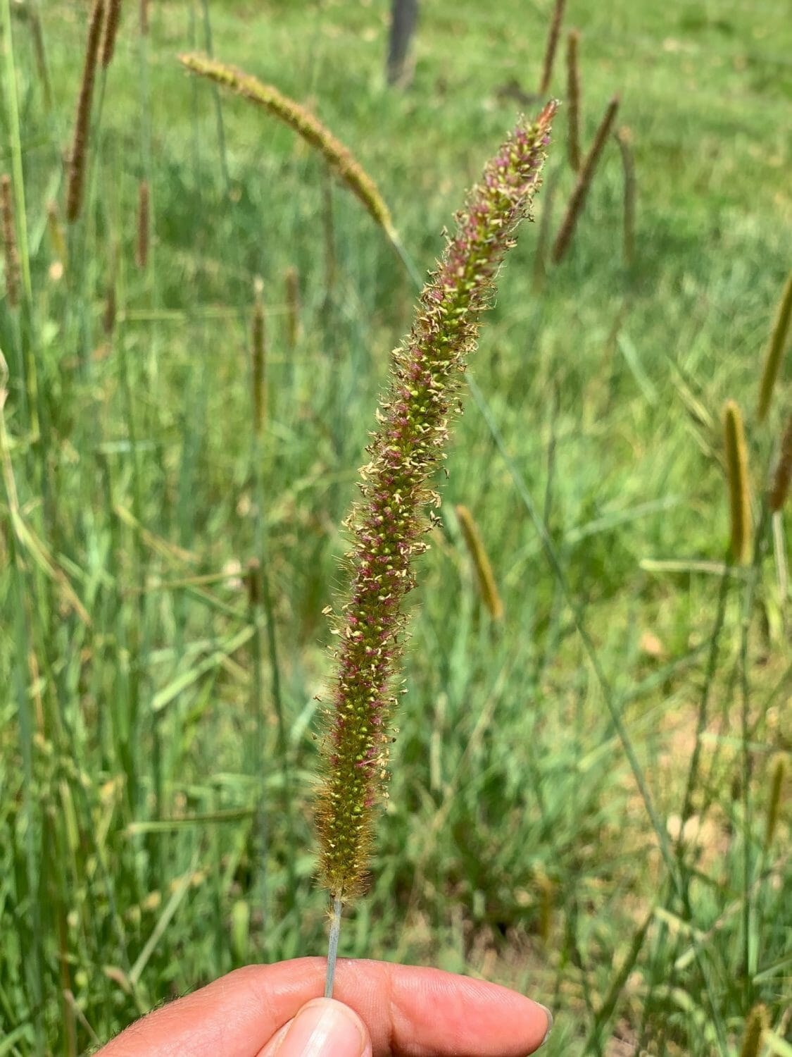 Setaria Grass and Bighead: What You Need to Know