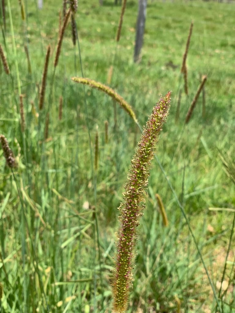 Setaria Grass and Bighead: What You Need to Know