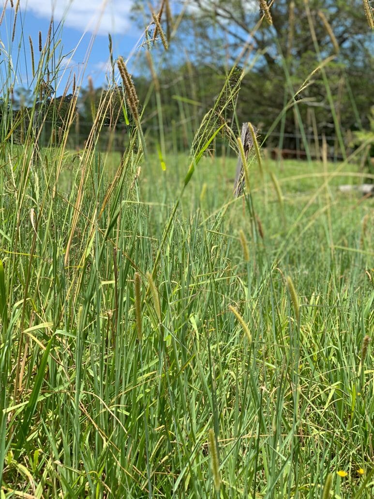Setaria Grass and Bighead: What You Need to Know