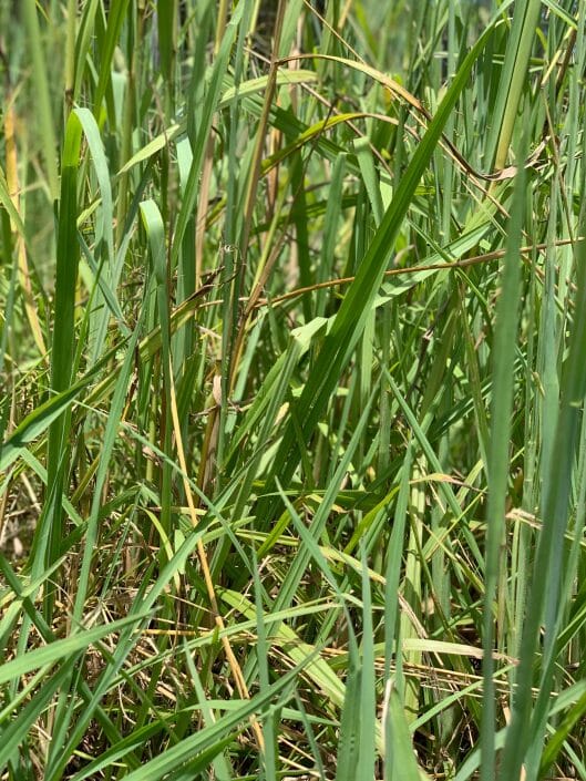 Setaria Grass and Bighead: What You Need to Know