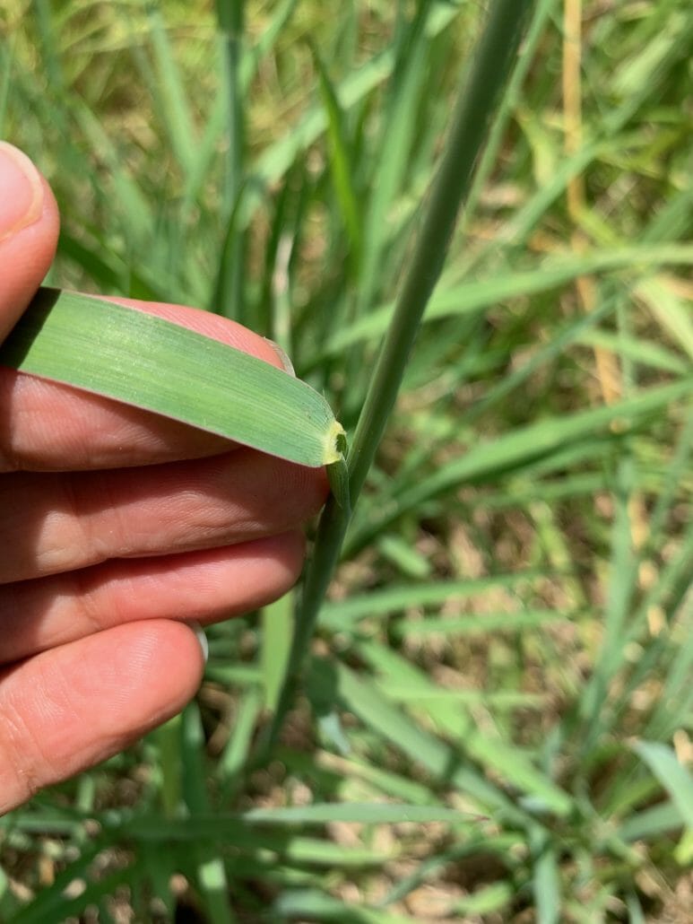 Setaria Grass and Bighead: What You Need to Know
