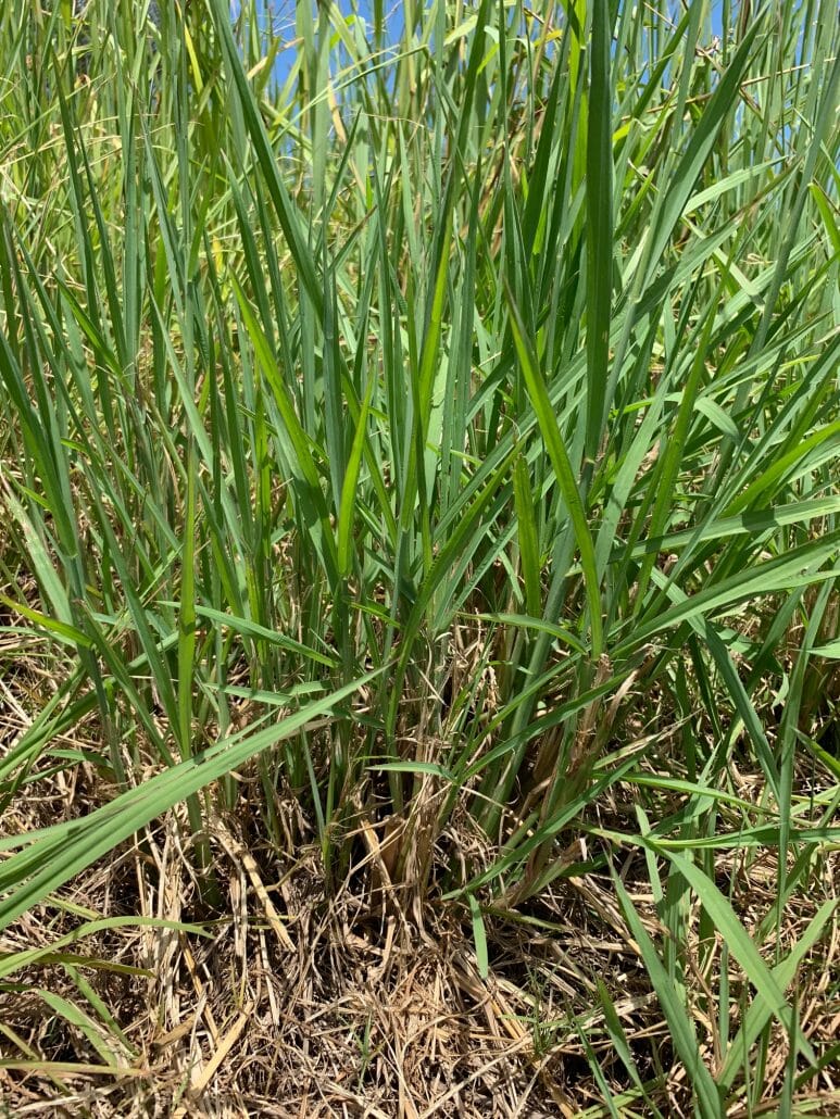 Setaria Grass and Bighead: What You Need to Know