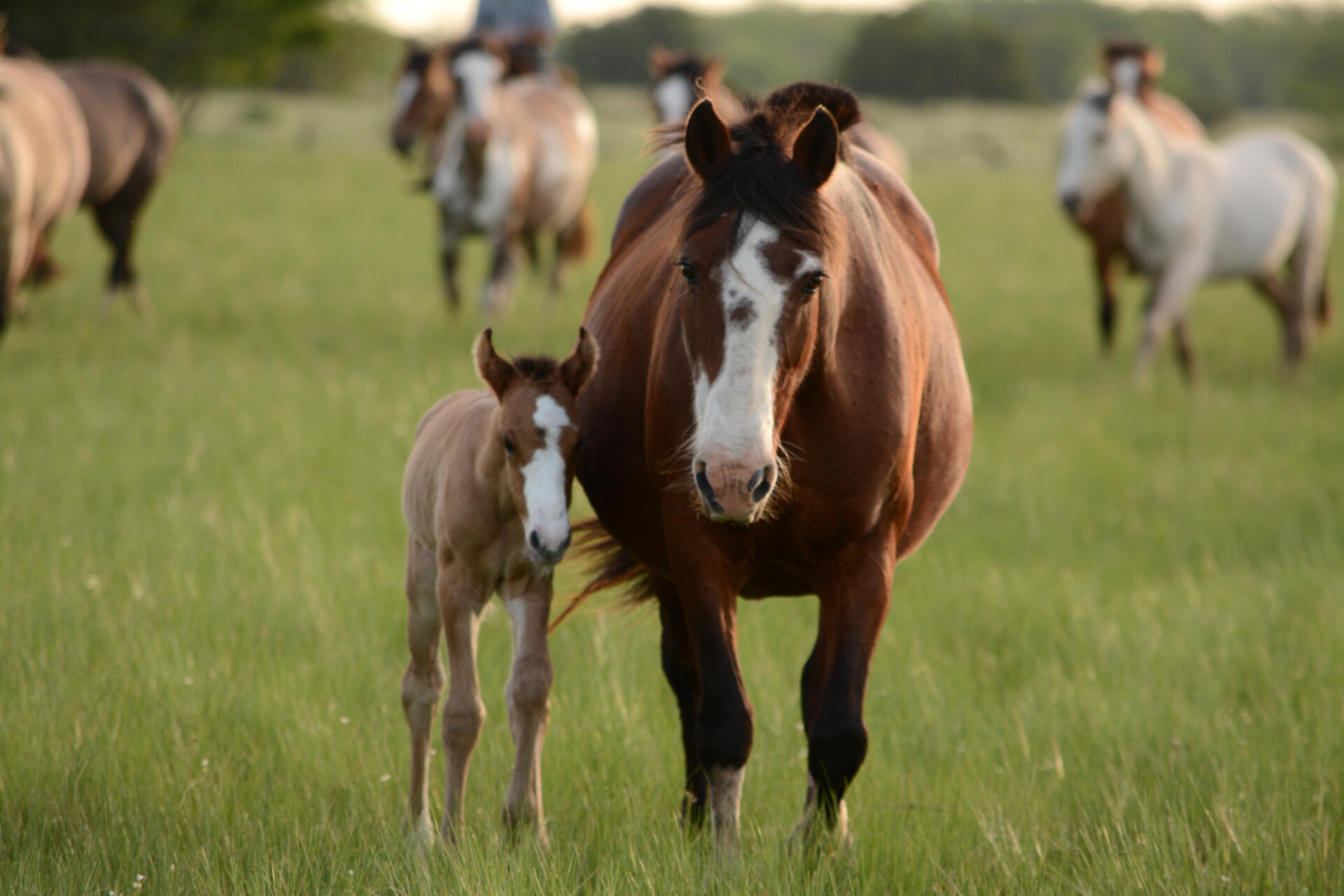 Retained Placenta and Selenium Deficiency in Horses