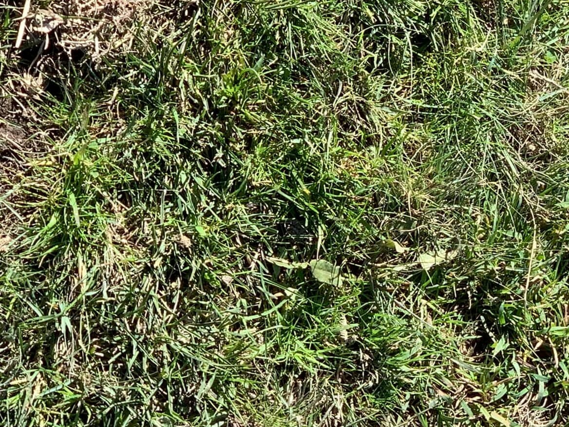 Determining pasture quality