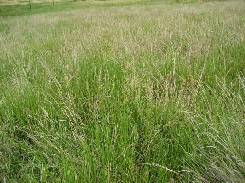 Determining pasture quality